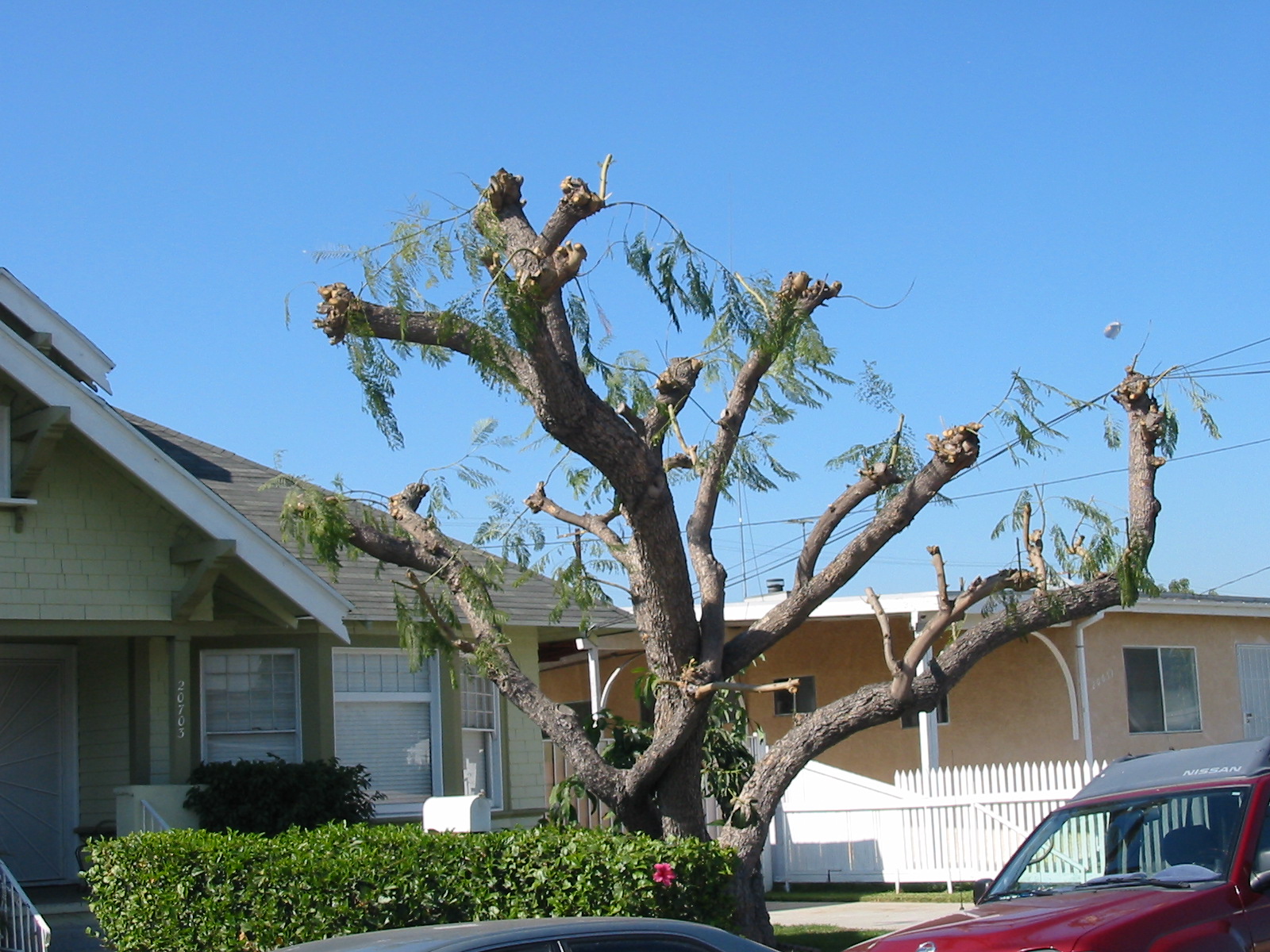 Stop Topping Trees! | WCGM, Inc.